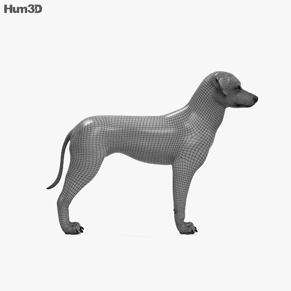Animated Border Collie 3D model - Download Mammals on 3DModels.org