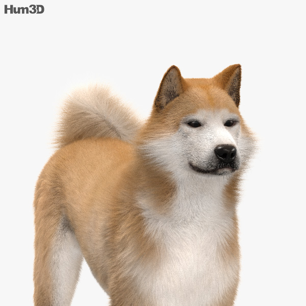 Animated Akita Inu 3D model - Download Mammals on 3DModels.org