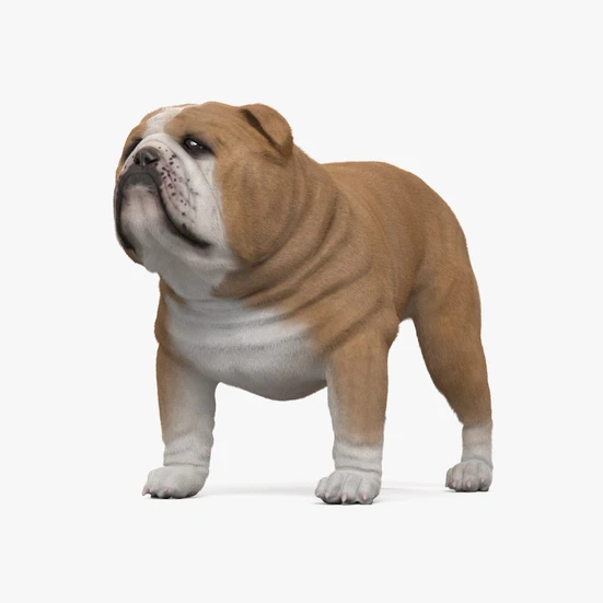 Bulldog 3D Models Download - 3DModels.org