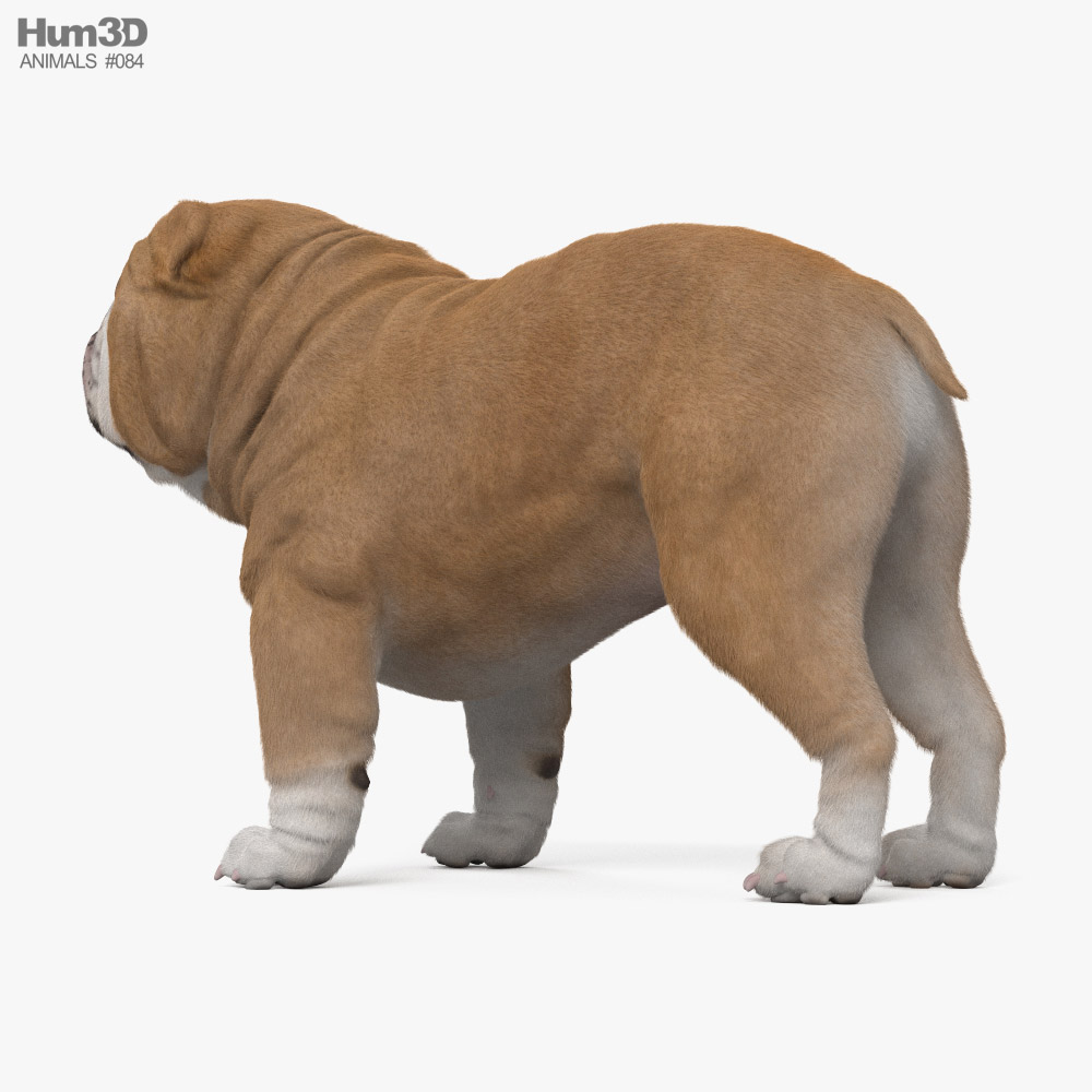 Animated Bulldog 3D model - Download Mammals on 3DModels.org