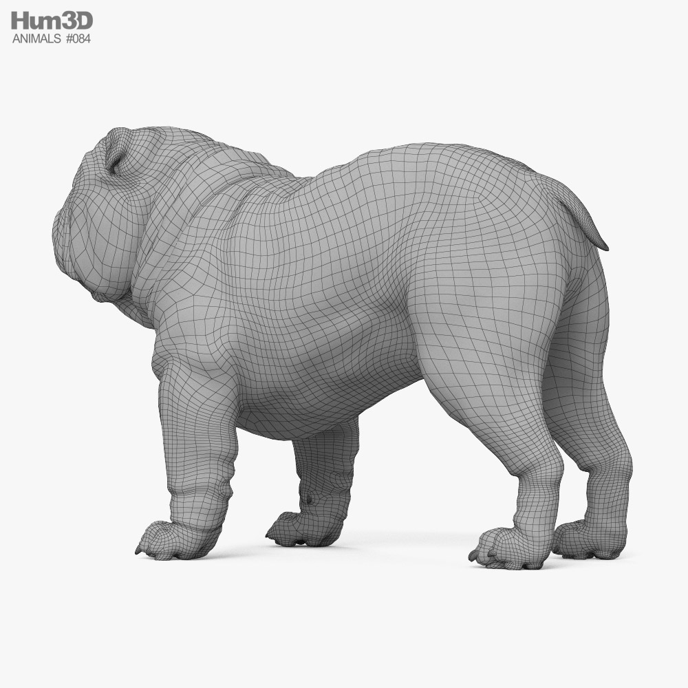 Animated Bulldog 3D model - Download Mammals on 3DModels.org