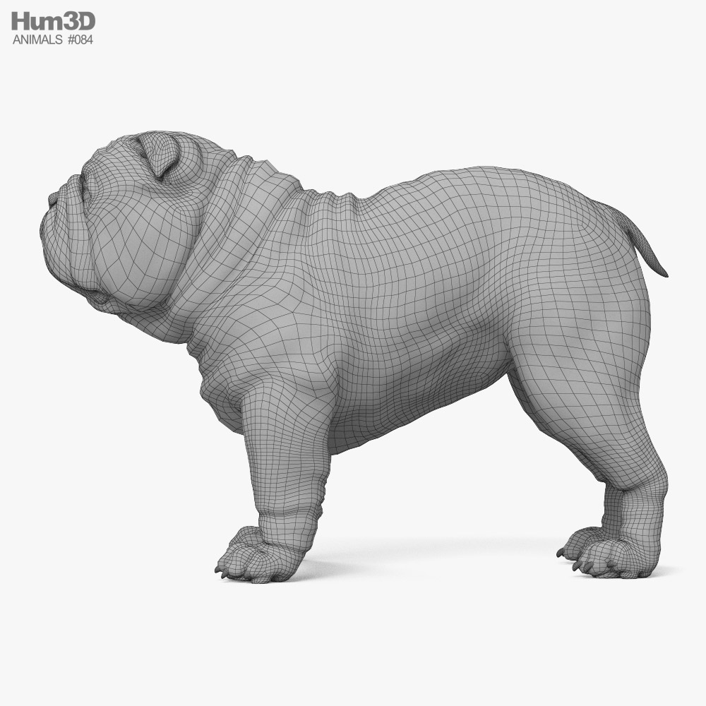 Animated Bulldog 3D model - Download Mammals on 3DModels.org