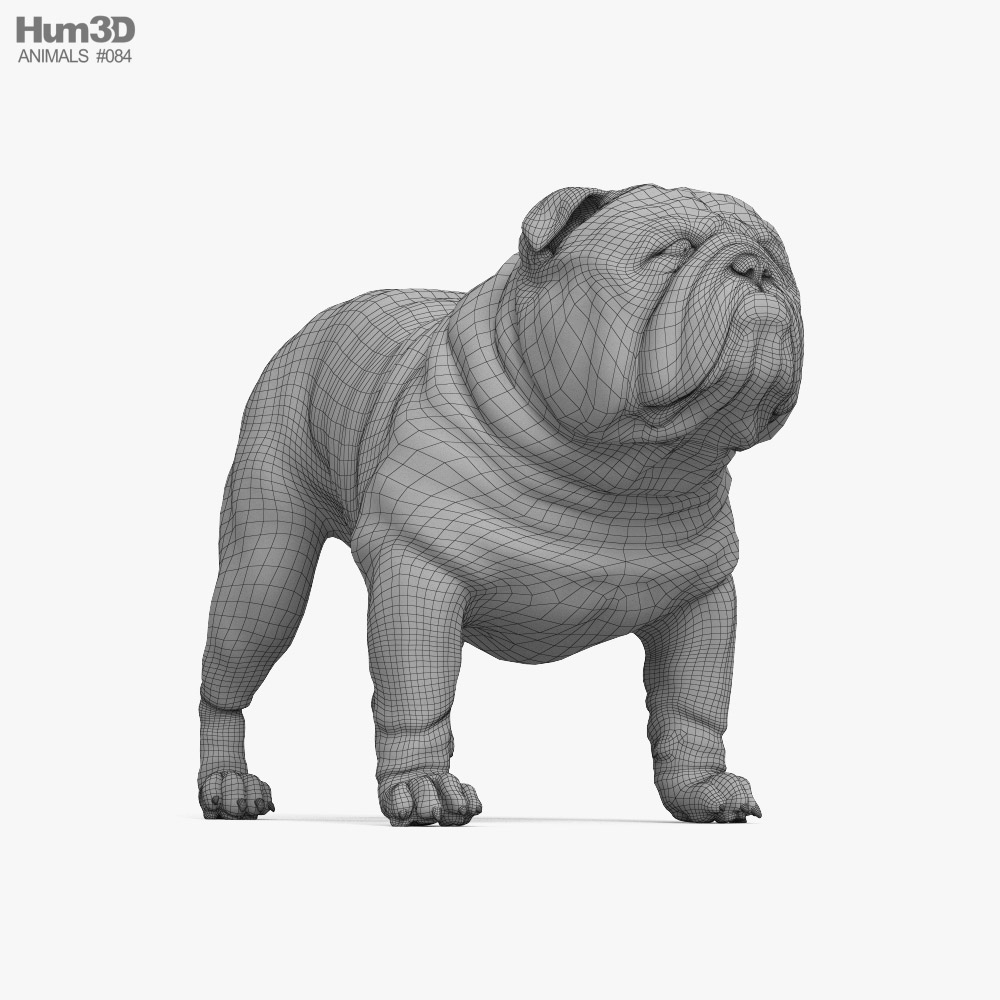 Animated Bulldog 3D model - Download Mammals on 3DModels.org