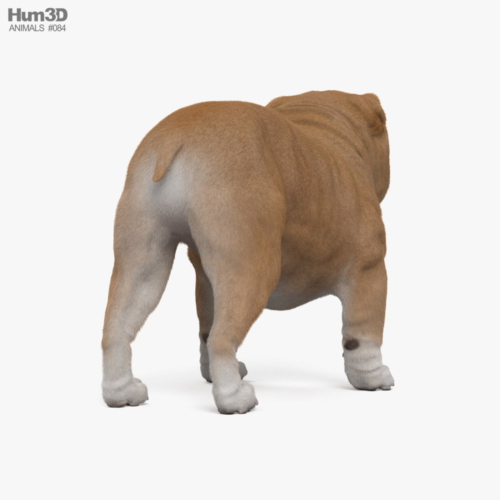 Animated Bulldog 3D model - Download Mammals on 3DModels.org