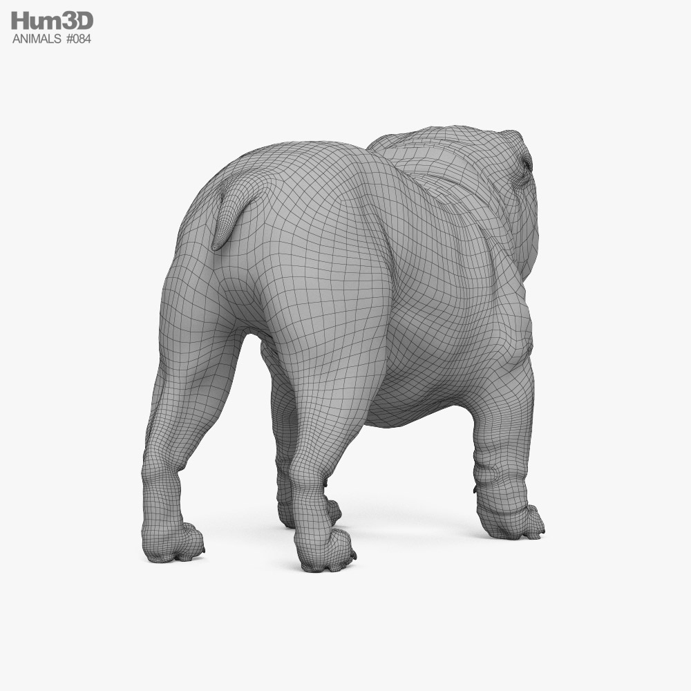 Animated Bulldog 3D model - Download Mammals on 3DModels.org
