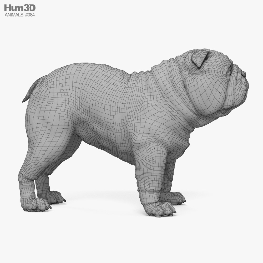 Animated Bulldog 3D model - Download Mammals on 3DModels.org