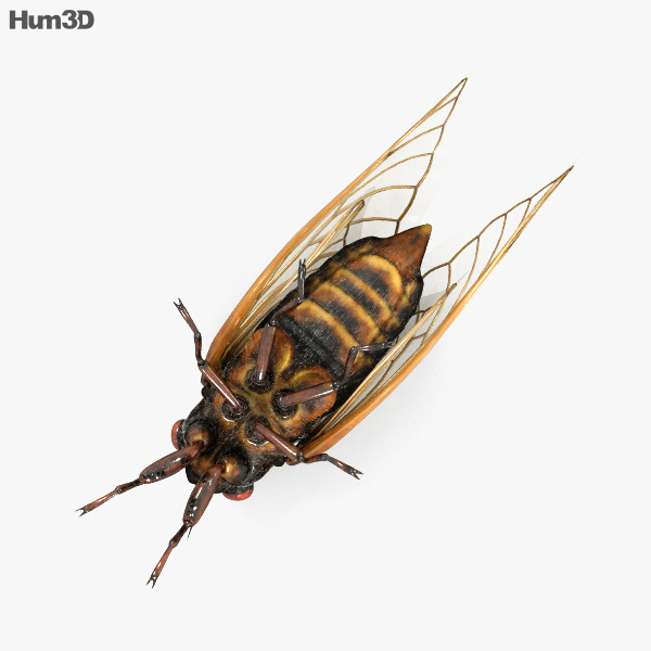 Animated Cicada 3D model - Download Insects on 3DModels.org