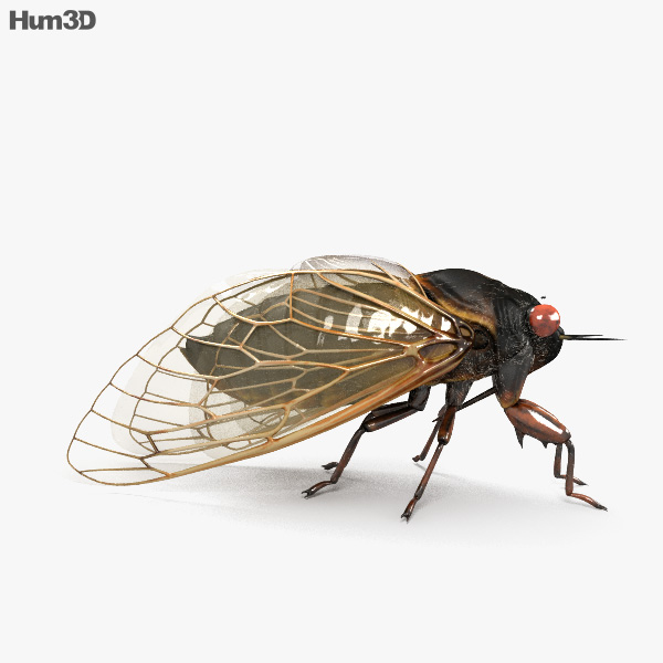 Animated Cicada 3D model - Download Insects on 3DModels.org