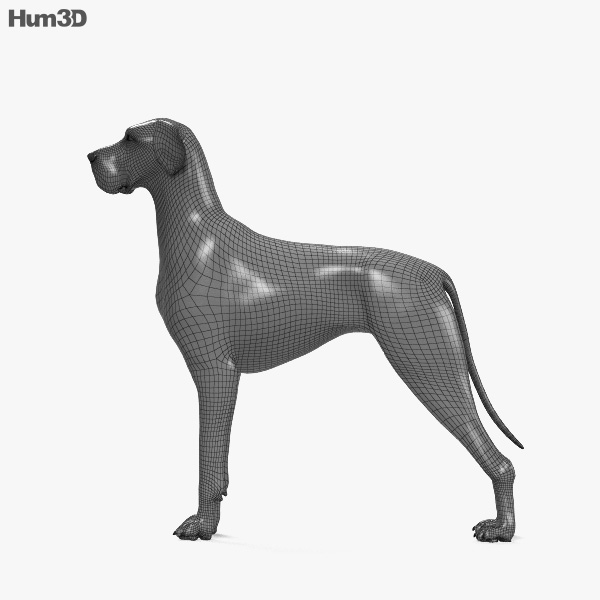 Animated Great Dane 3D model - Download Mammals on 3DModels.org