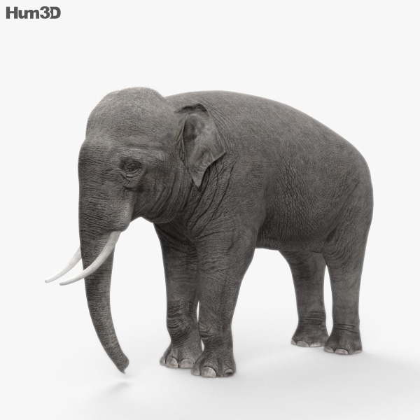 Animated Asian Elephant 3D model - Download Mammals on 3DModels.org