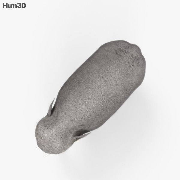 Animated Asian Elephant 3D model - Download Mammals on 3DModels.org
