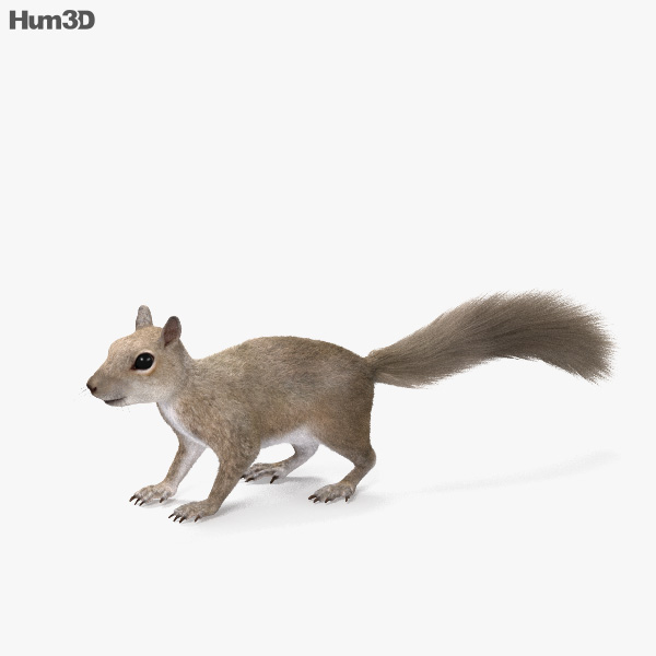 Animated Squirrel 3D model - Download Mammals on 3DModels.org