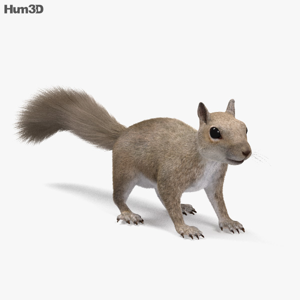 Animated Squirrel 3D model - Download Mammals on 3DModels.org