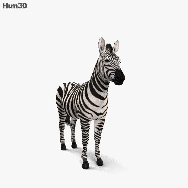 Animated Zebra Mula sa Afrika 3D model - Download Mammals on 3DModels.org