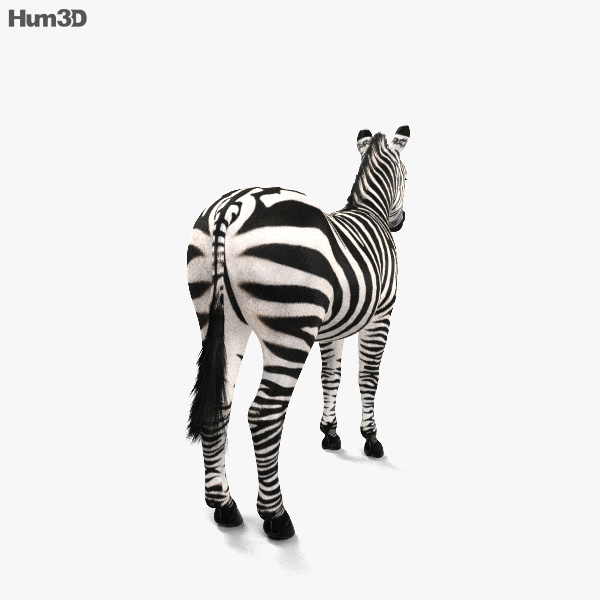 Animated Zebra Mula sa Afrika 3D model - Download Mammals on 3DModels.org
