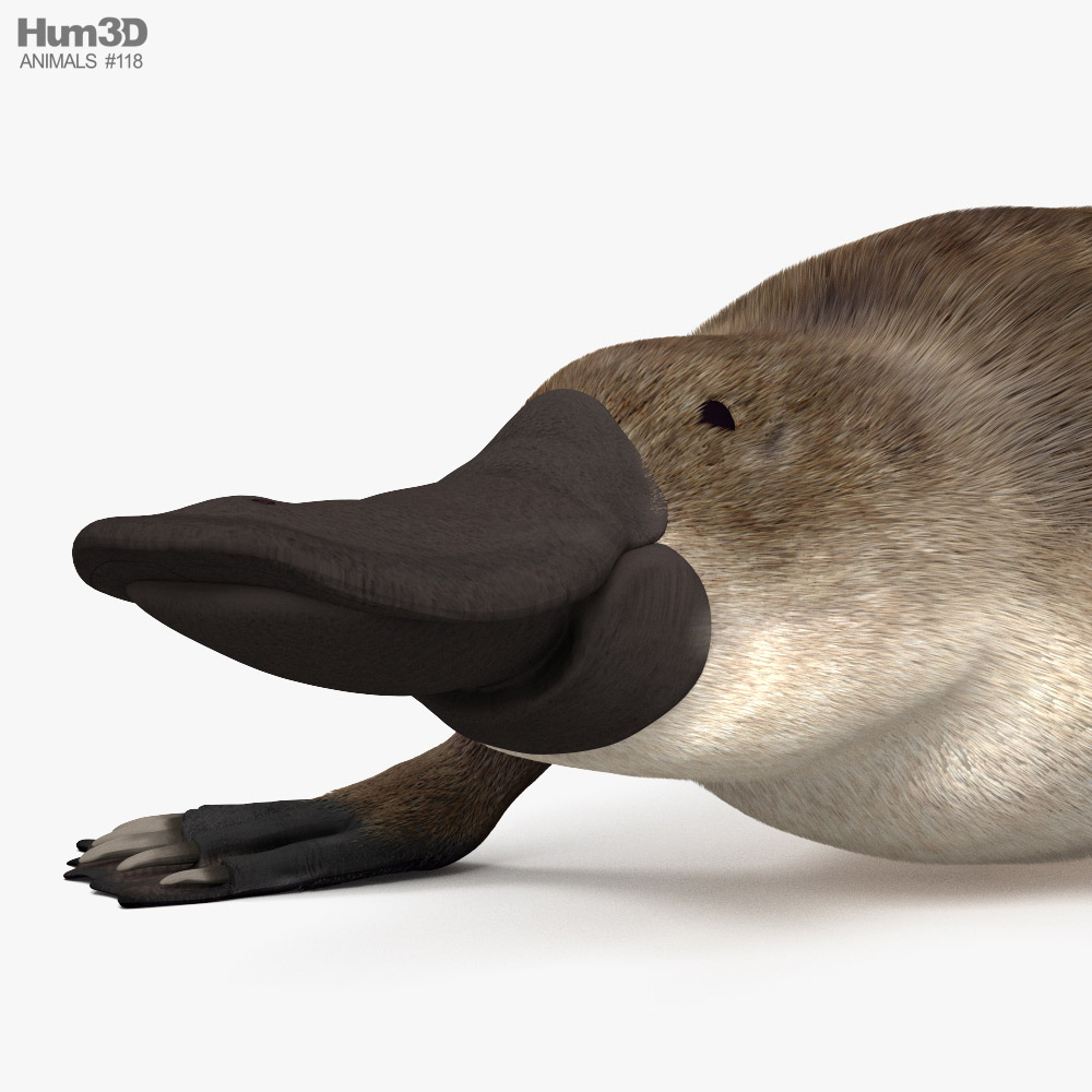 Animated Platypus 3D model - Download Mammals on 3DModels.org