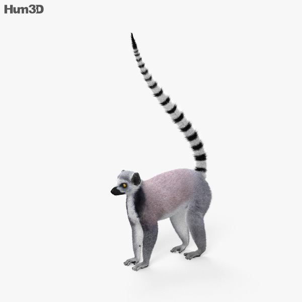 Animated Ring-Tailed Lemur 3D model - Download Mammals on 3DModels.org