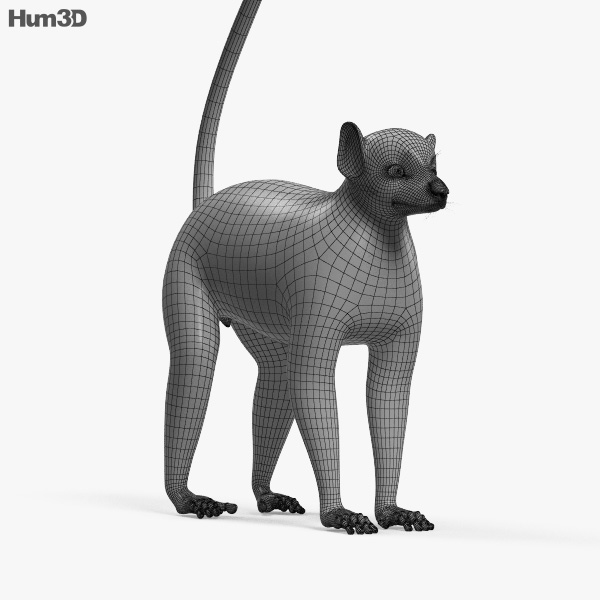 Animated Ring-Tailed Lemur 3D model - Download Mammals on 3DModels.org