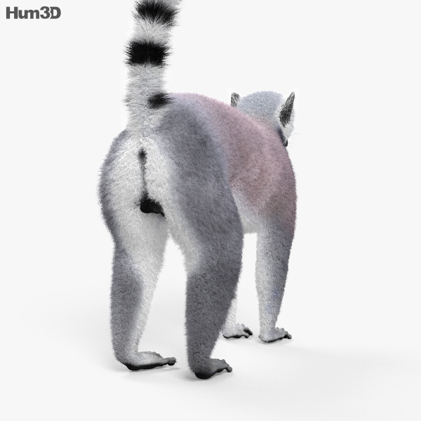 Animated Ring-Tailed Lemur 3D model - Download Mammals on 3DModels.org