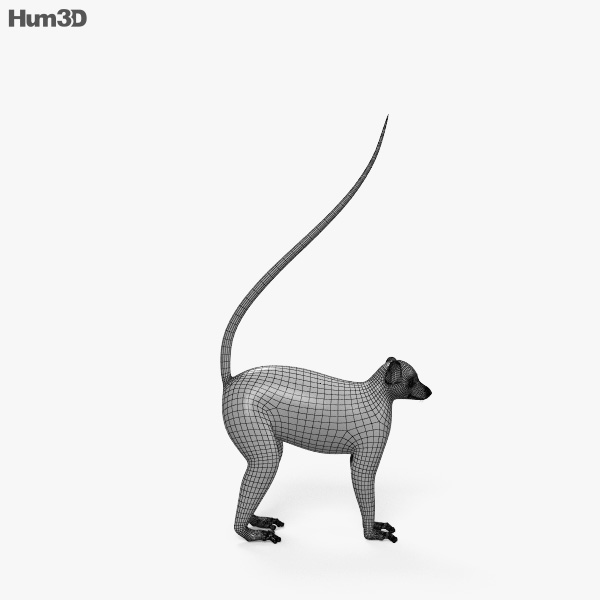 Animated Ring-Tailed Lemur 3D model - Download Mammals on 3DModels.org