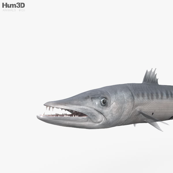 Animado Barracuda Modelo 3D - Descargar Pescados on 3DModels.org