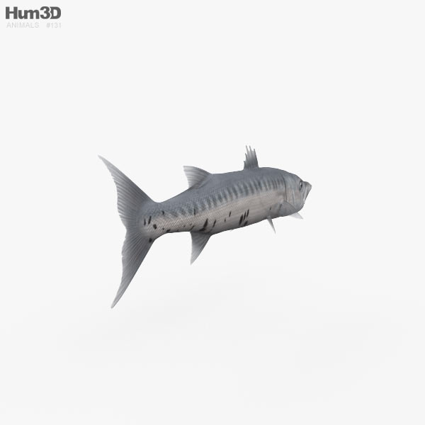 Animated Barracuda 3D model - Download Fish on 3DModels.org