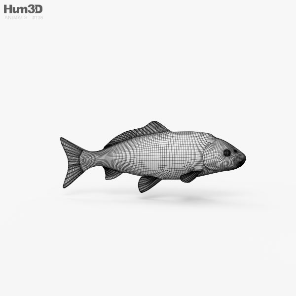 Animated Koi Kohaku 3D model - Download Fish on 3DModels.org