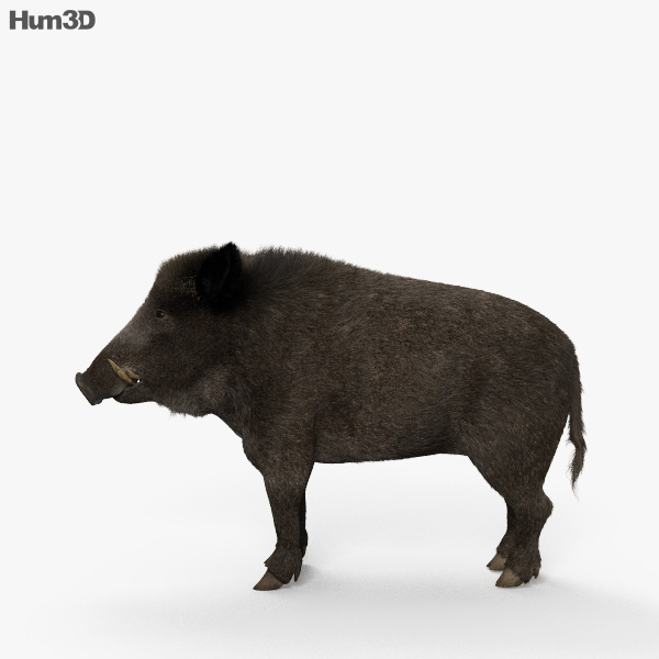 Animated Wild Boar 3D model - Download Mammals on 3DModels.org