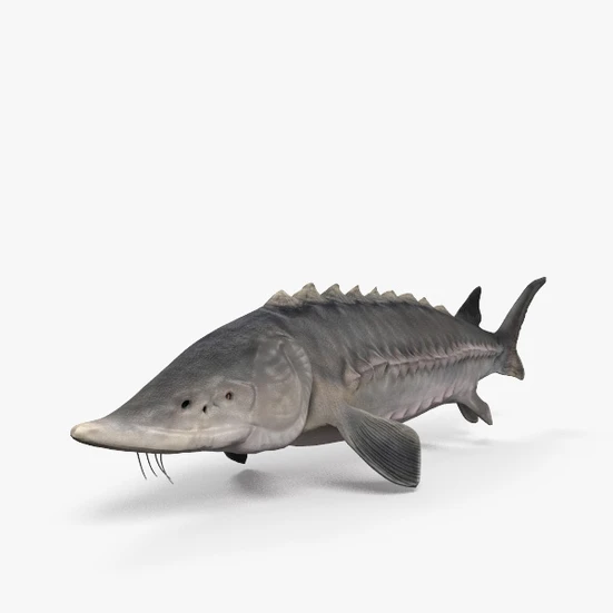 Fish 3D Models for Download - 3DModels.org