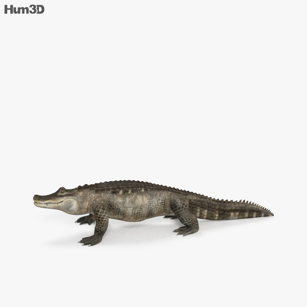 Animated Alligator 3D model - Download Reptile on 3DModels.org