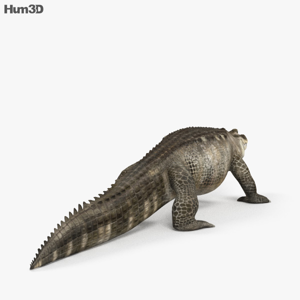 Animated Alligator 3D model - Download Reptile on 3DModels.org