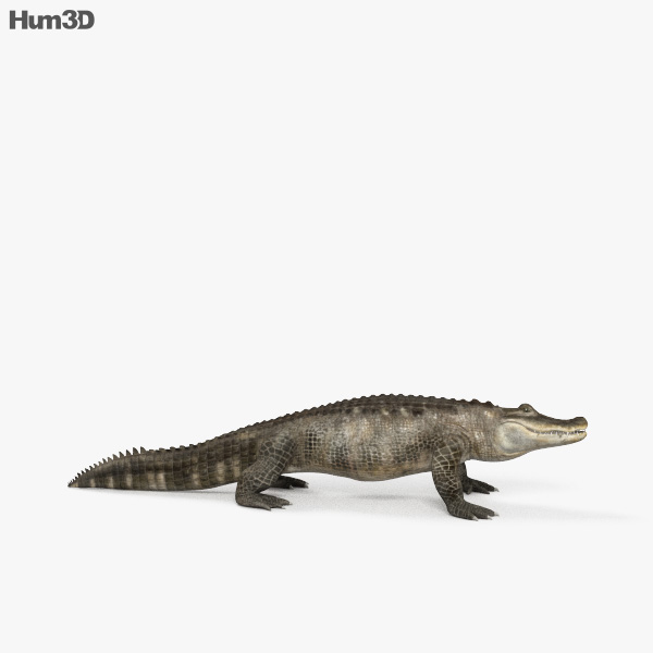 Animated Alligator 3D model - Download Reptile on 3DModels.org
