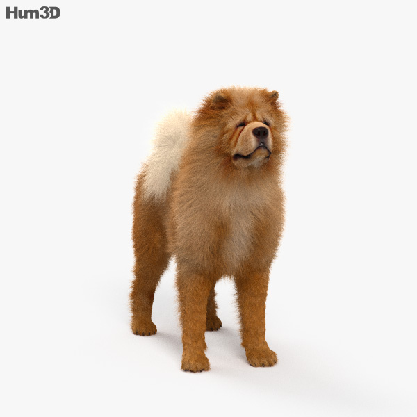 Animated Chow Chow 3D model - Download Mammals on 3DModels.org