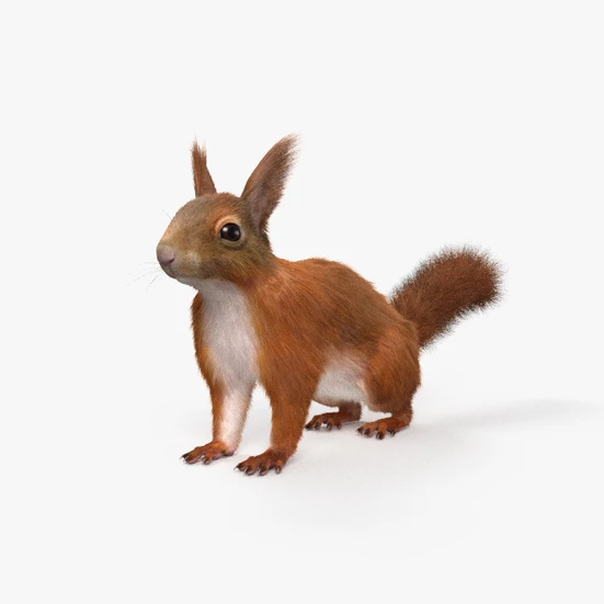 Squirrel 3D Models Download - 3DModels.org