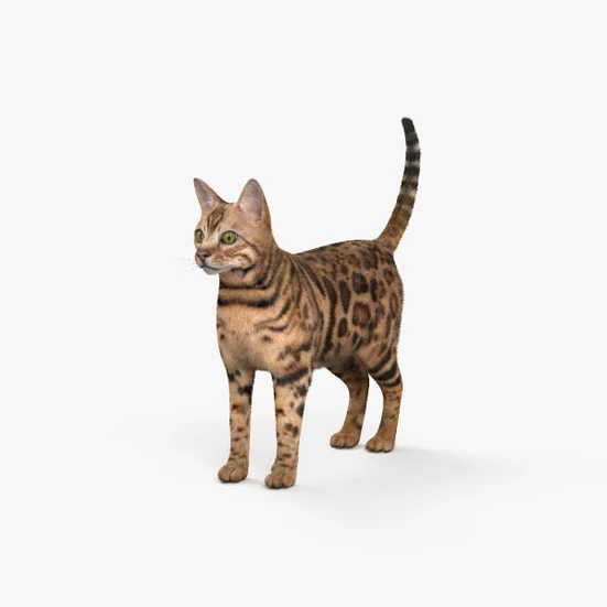 Cat 3D Models Download - 3DModels.org