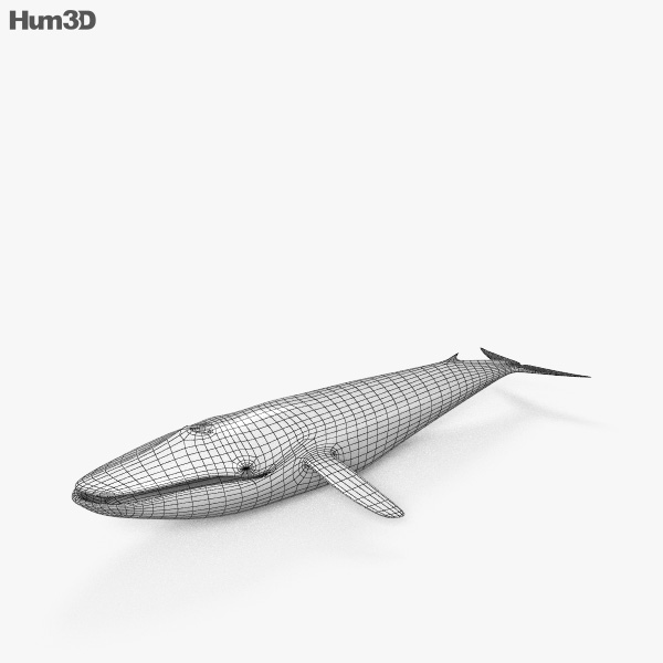 Animated Blue Whale 3D model - Download Marine Mammal on 3DModels.org