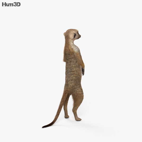 Animated Meerkat 3D model - Download Mammals on 3DModels.org