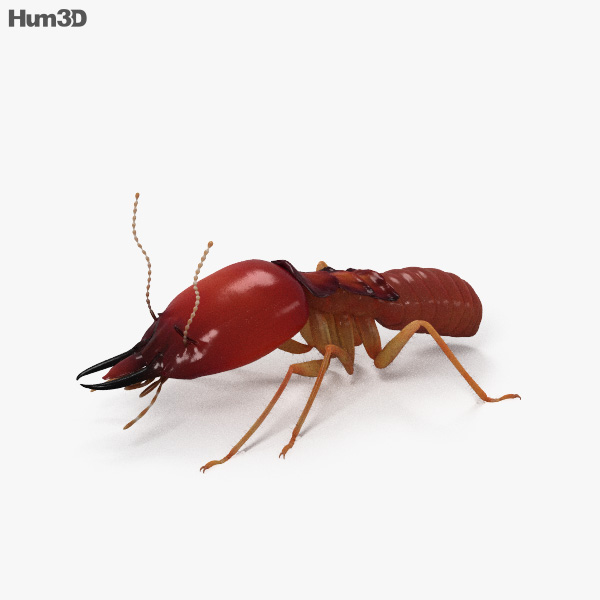 Animated Termite 3D model - Download Insects on 3DModels.org