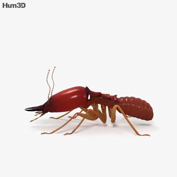 Animated Termite 3D model - Download Insects on 3DModels.org
