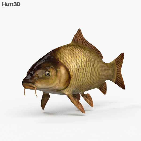 Carp 3D Models Download - 3DModels.org