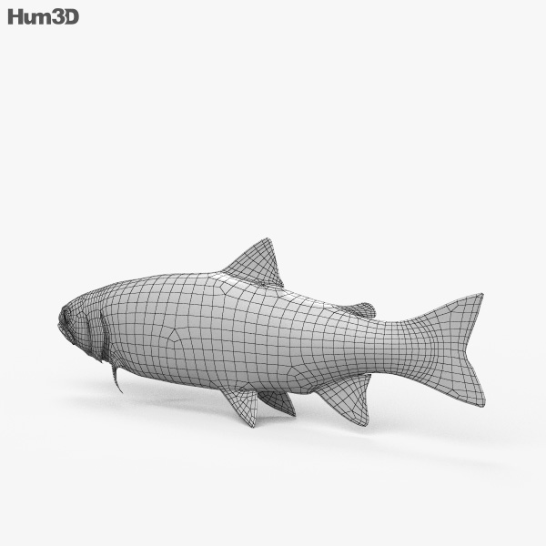 Animated Trout 3D model - Download Fish on 3DModels.org