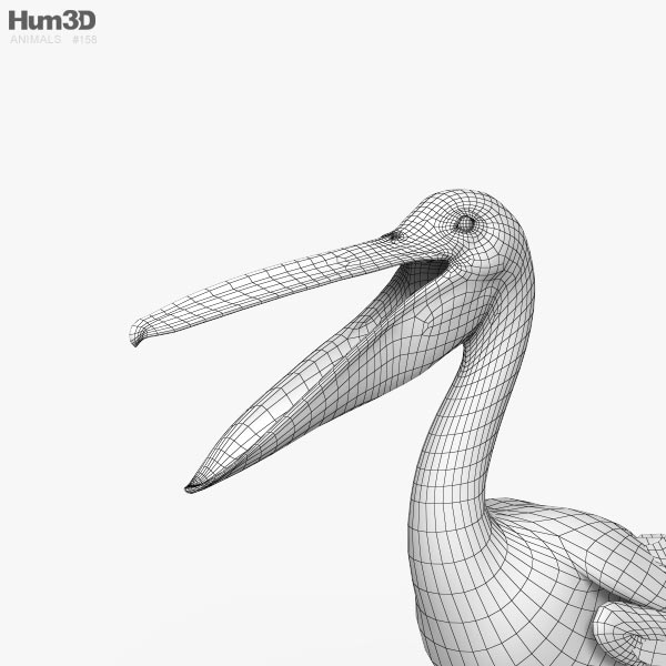Animated American White Pelican 3D model - Download Birds on 3DModels.org