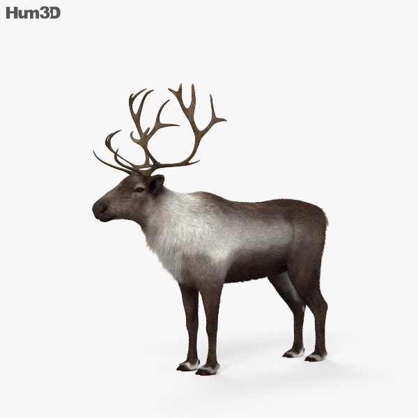 Animated Reindeer 3D model - Download Mammals on 3DModels.org