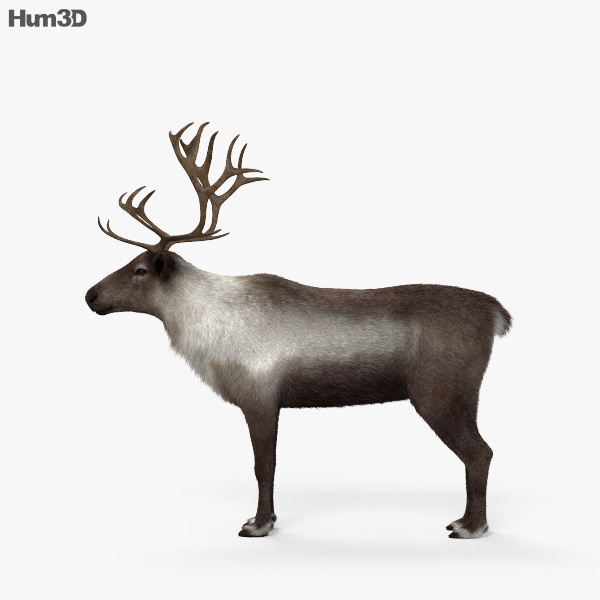 Animated Reindeer 3D model - Download Mammals on 3DModels.org