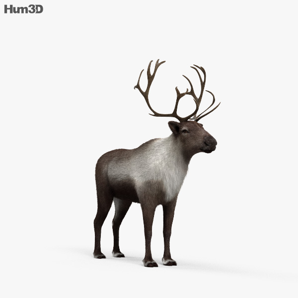 Animated Reindeer 3D model - Download Mammals on 3DModels.org