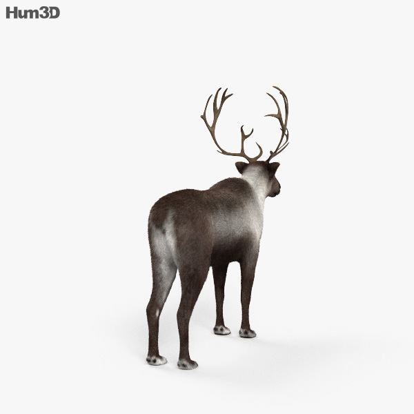 Animated Reindeer 3D model - Download Mammals on 3DModels.org