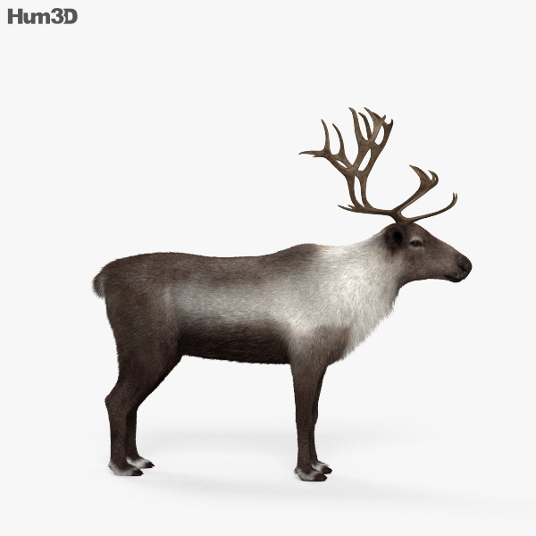 Animated Reindeer 3D model - Download Mammals on 3DModels.org