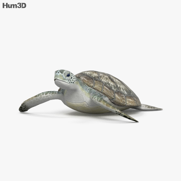 Tortuga Modelos 3D Descargar - 3DModels.org