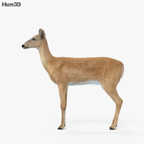 Animated Doe 3D model - Download Mammals on 3DModels.org