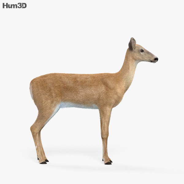 Animated Doe 3D model - Download Mammals on 3DModels.org